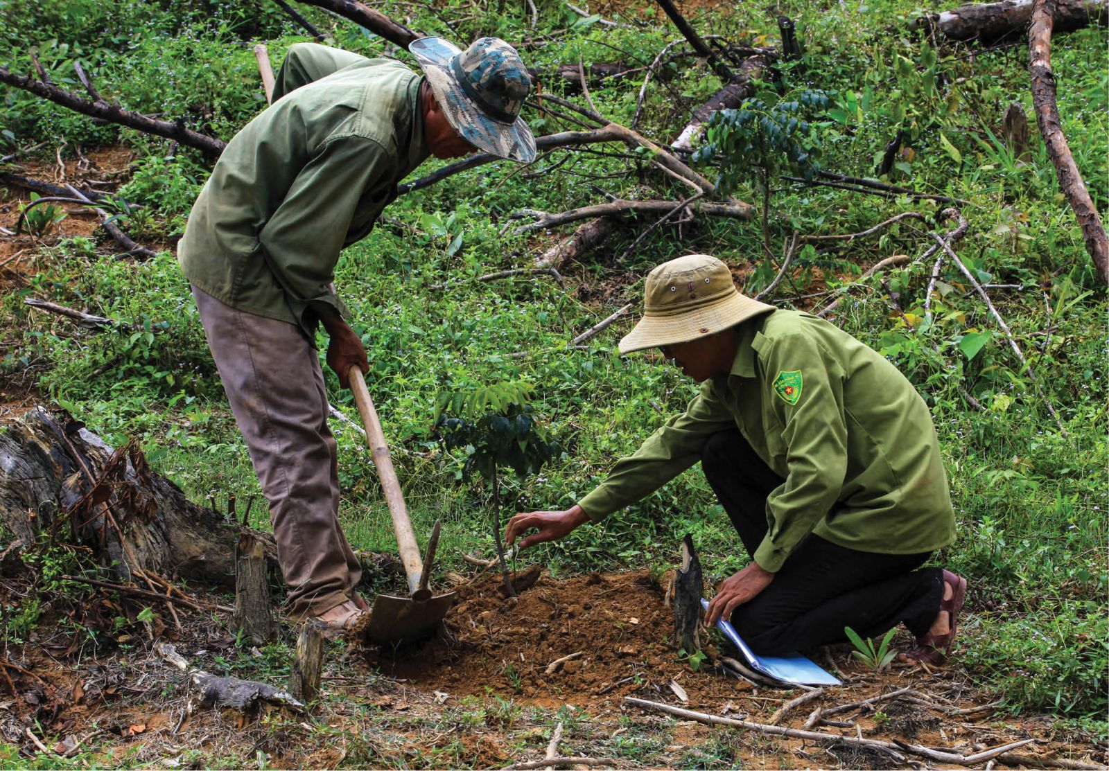 4 Things About Sustainable Forestry: Hero Of Nature